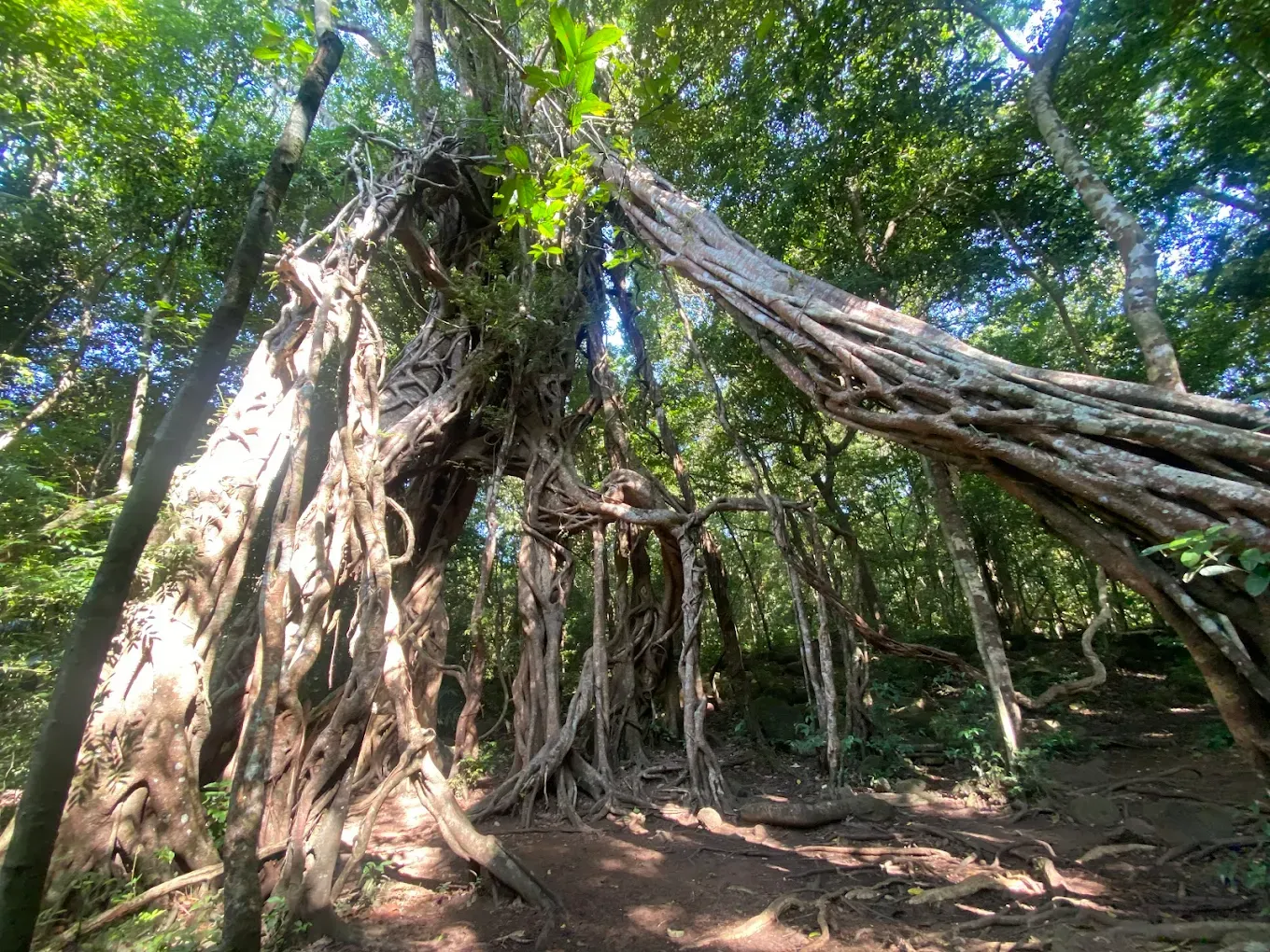NAM CAT TIEN NATIONAL PARK - A WONDER OF BIODIVERSITY | Cao Cao Adventures